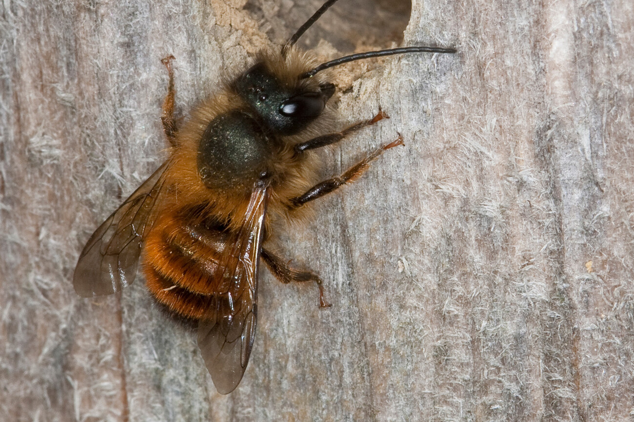 Die 10 häufigsten Wildbienenarten - Wildbienenwelt.de