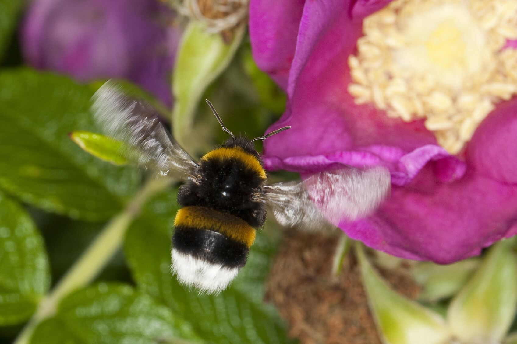 Die 10 häufigsten Wildbienenarten - Wildbienenwelt.de