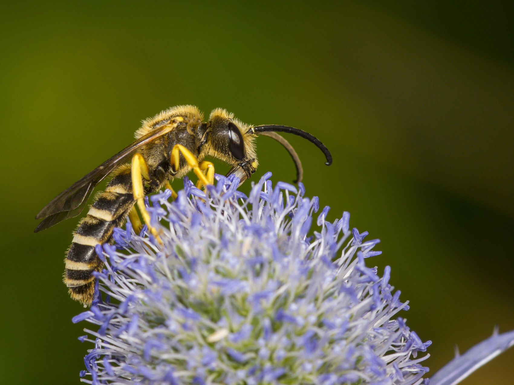 Die 10 häufigsten Wildbienenarten - Wildbienenwelt.de