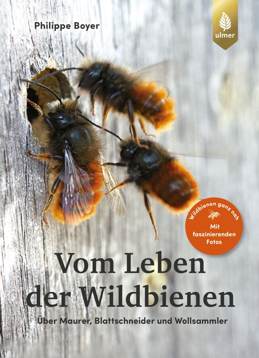 Die 10 häufigsten Wildbienenarten - Wildbienenwelt.de