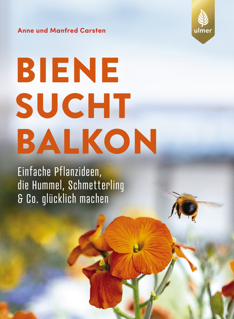 Die 10 häufigsten Wildbienenarten - Wildbienenwelt.de