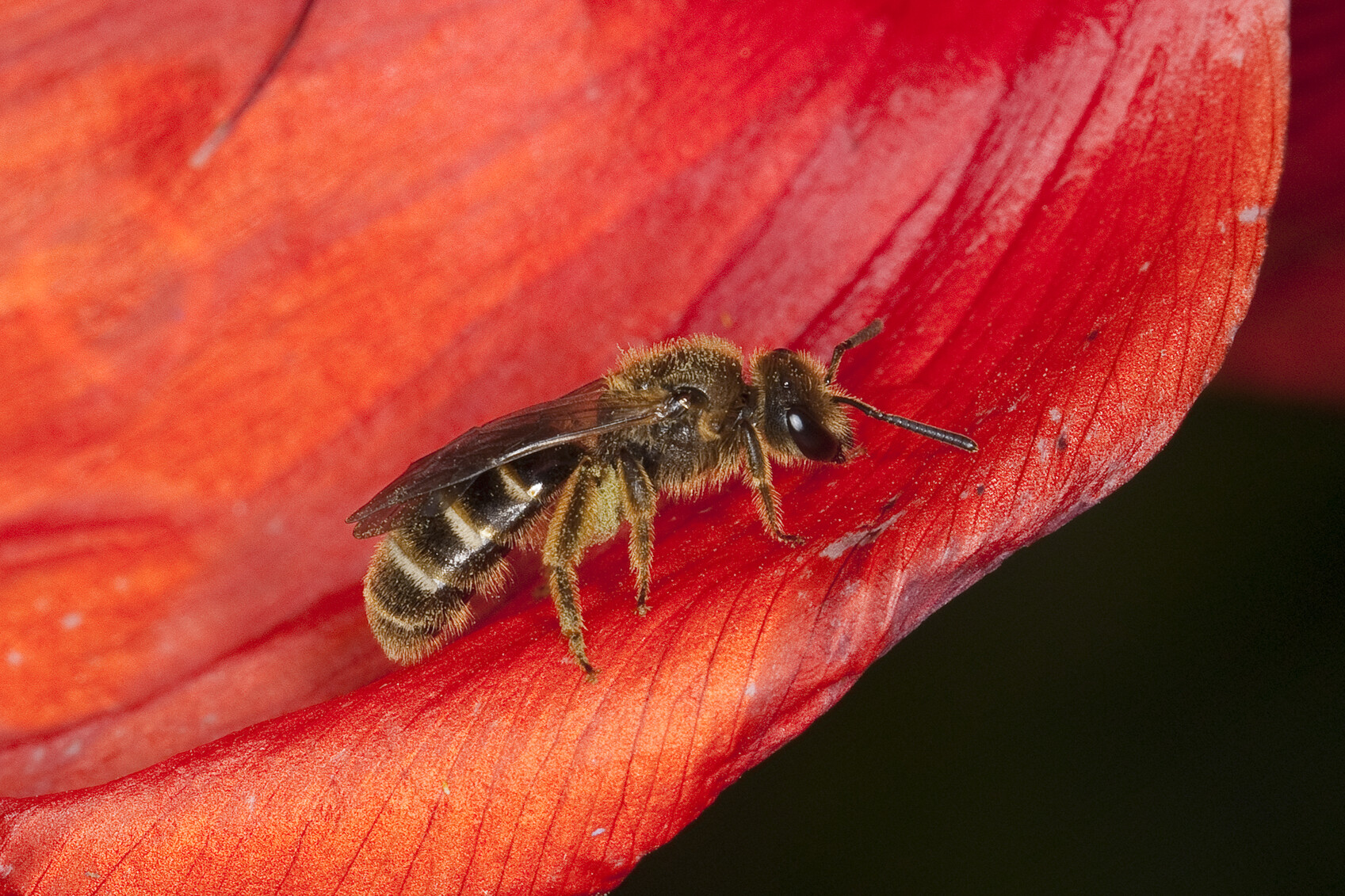 Die 10 häufigsten Wildbienenarten - Wildbienenwelt.de