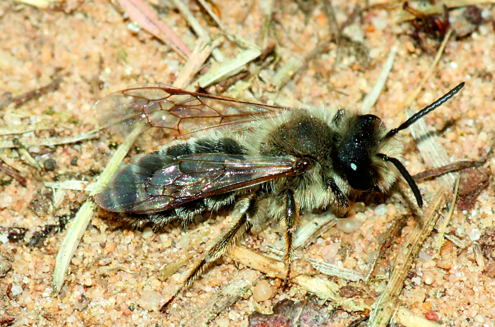 Die 10 häufigsten Wildbienenarten - Wildbienenwelt.de