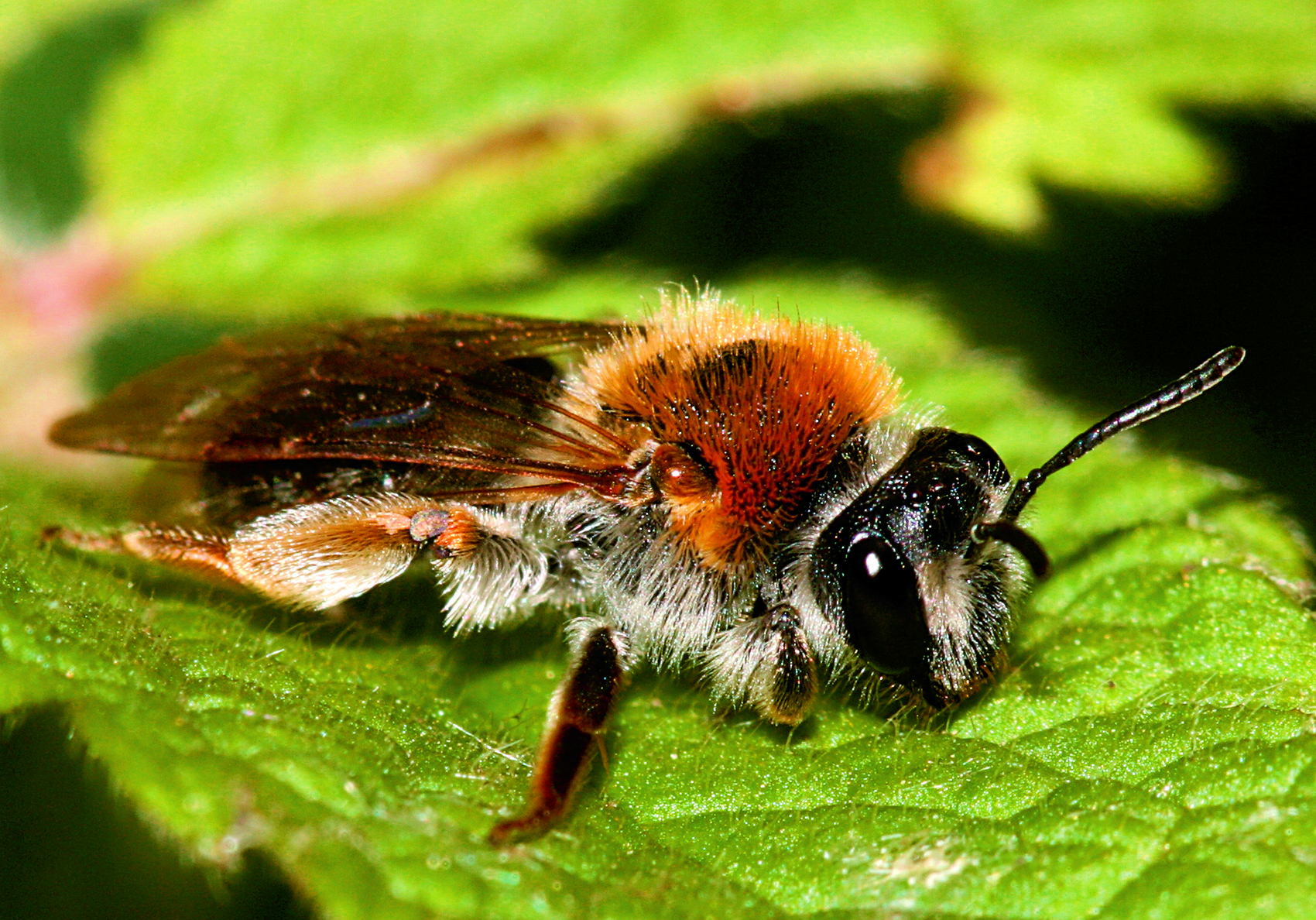 Die 10 häufigsten Wildbienenarten - Wildbienenwelt.de