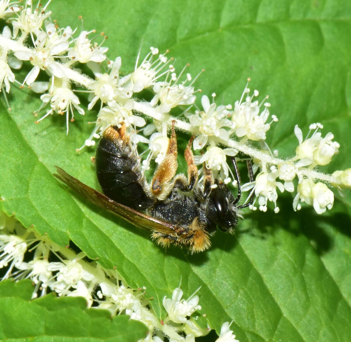 Vielseitig: die Rotschopfige Sandbiene - Wildbienenwelt.de